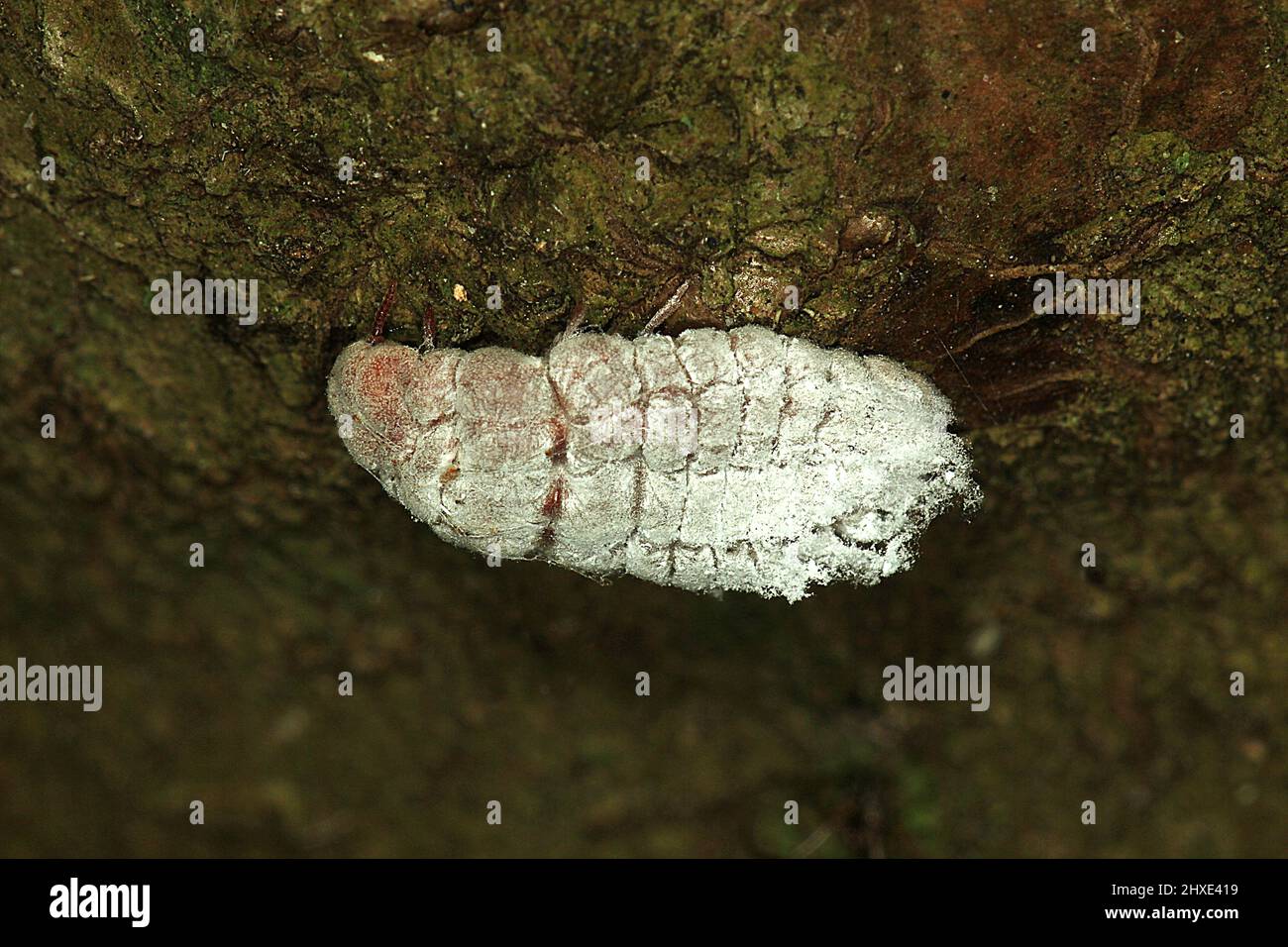 Giant scale insect (Coelostomidia zealandica) adult female Stock Photo ...