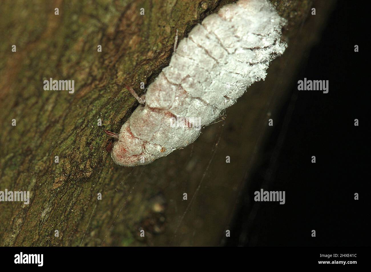 Giant scale insect (Coelostomidia zealandica) adult female Stock Photo ...