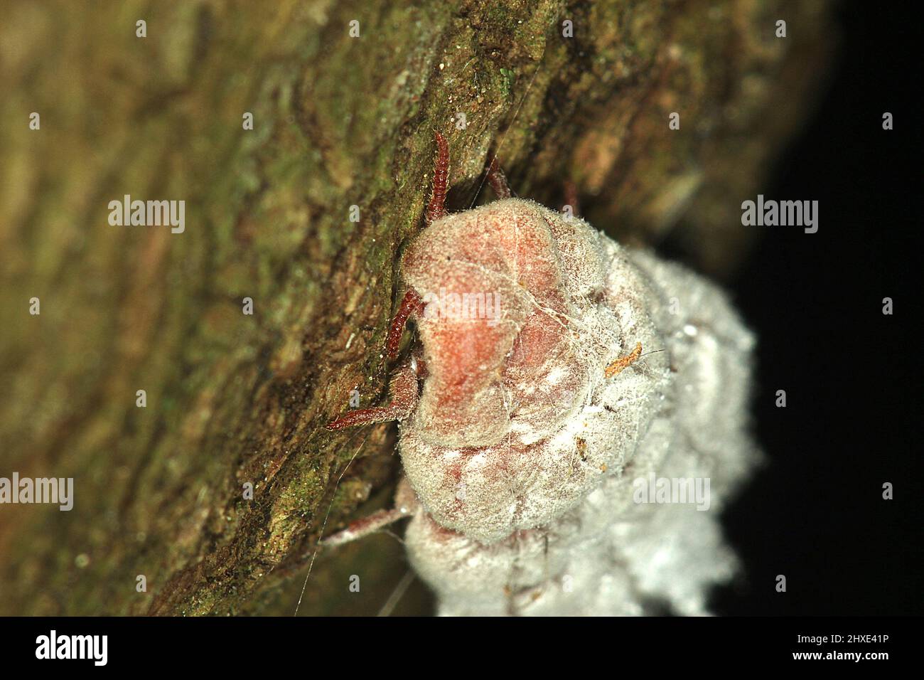 Giant scale insect (Coelostomidia zealandica) adult female Stock Photo ...