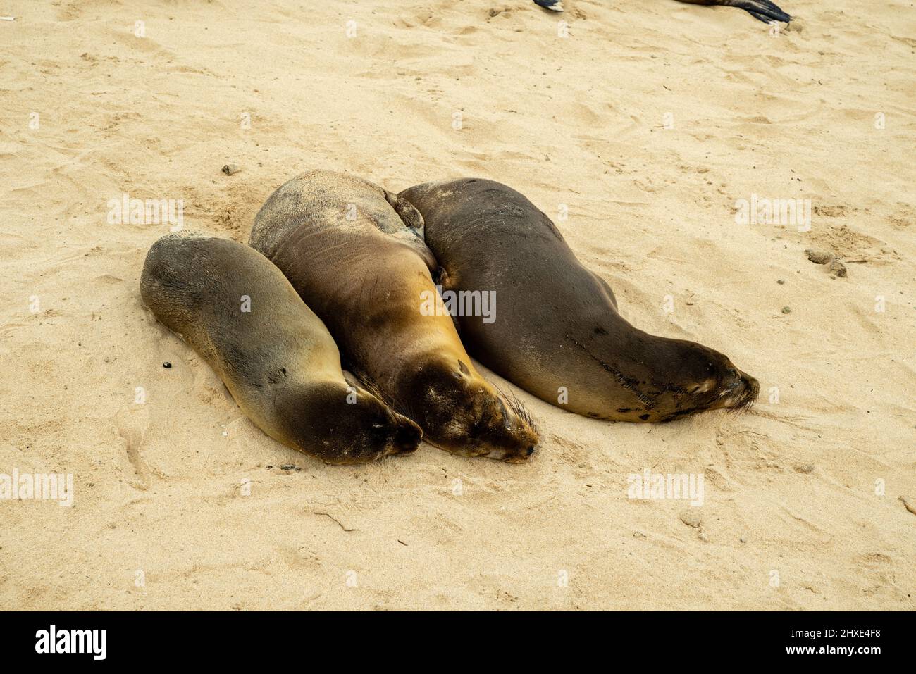 Photograph of a Galapagos sea lions (Zalophus wollebaeki) at Barrington ...