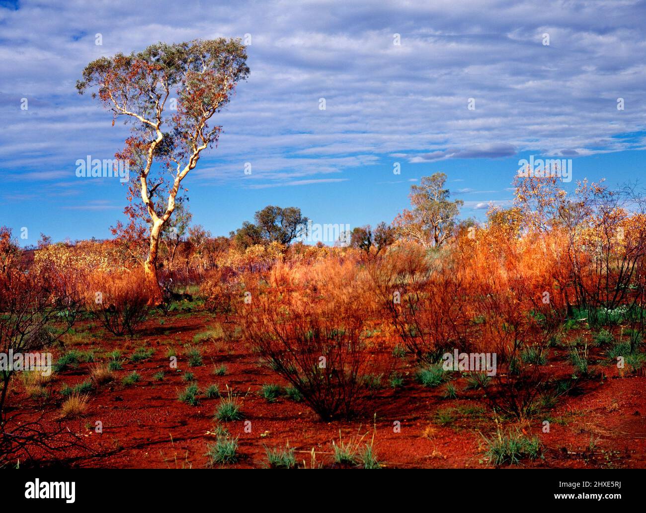 Eucalyptus gum tree in Australian outback, Pilbara, Northwest ...