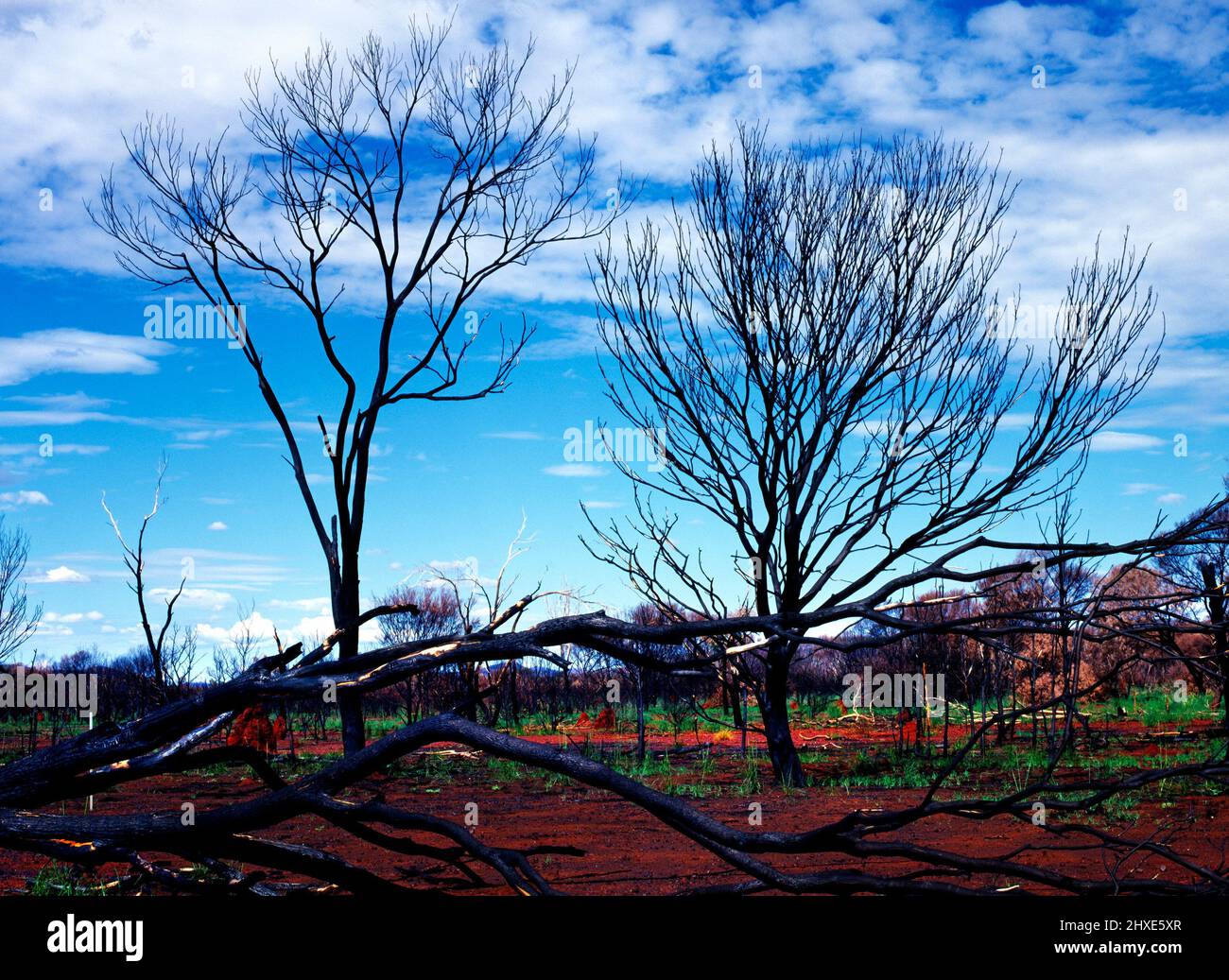 Australian burnt tree hi-res stock photography and images - Alamy