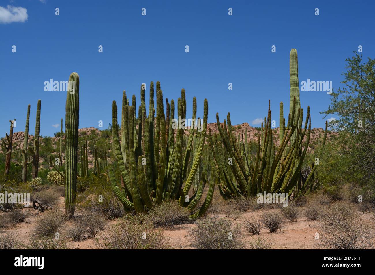 Organ pipe national forest hi-res stock photography and images - Alamy