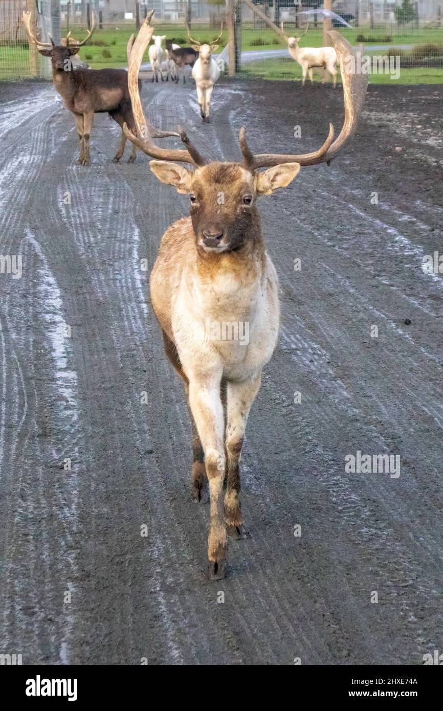 Small baby on reindeer hi-res stock photography and images - Alamy