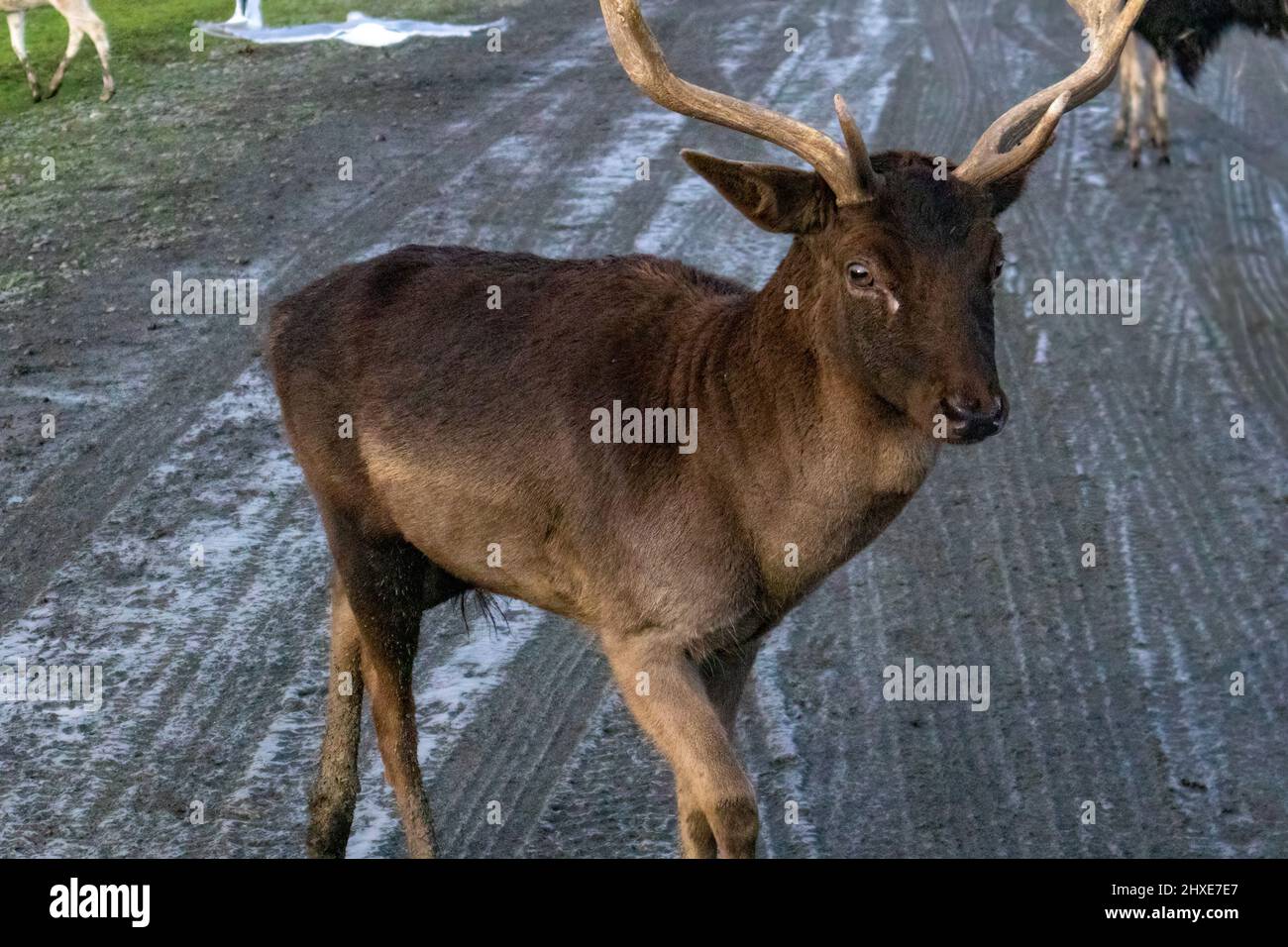 Wildlife reindeer antler on road hi-res stock photography and images ...