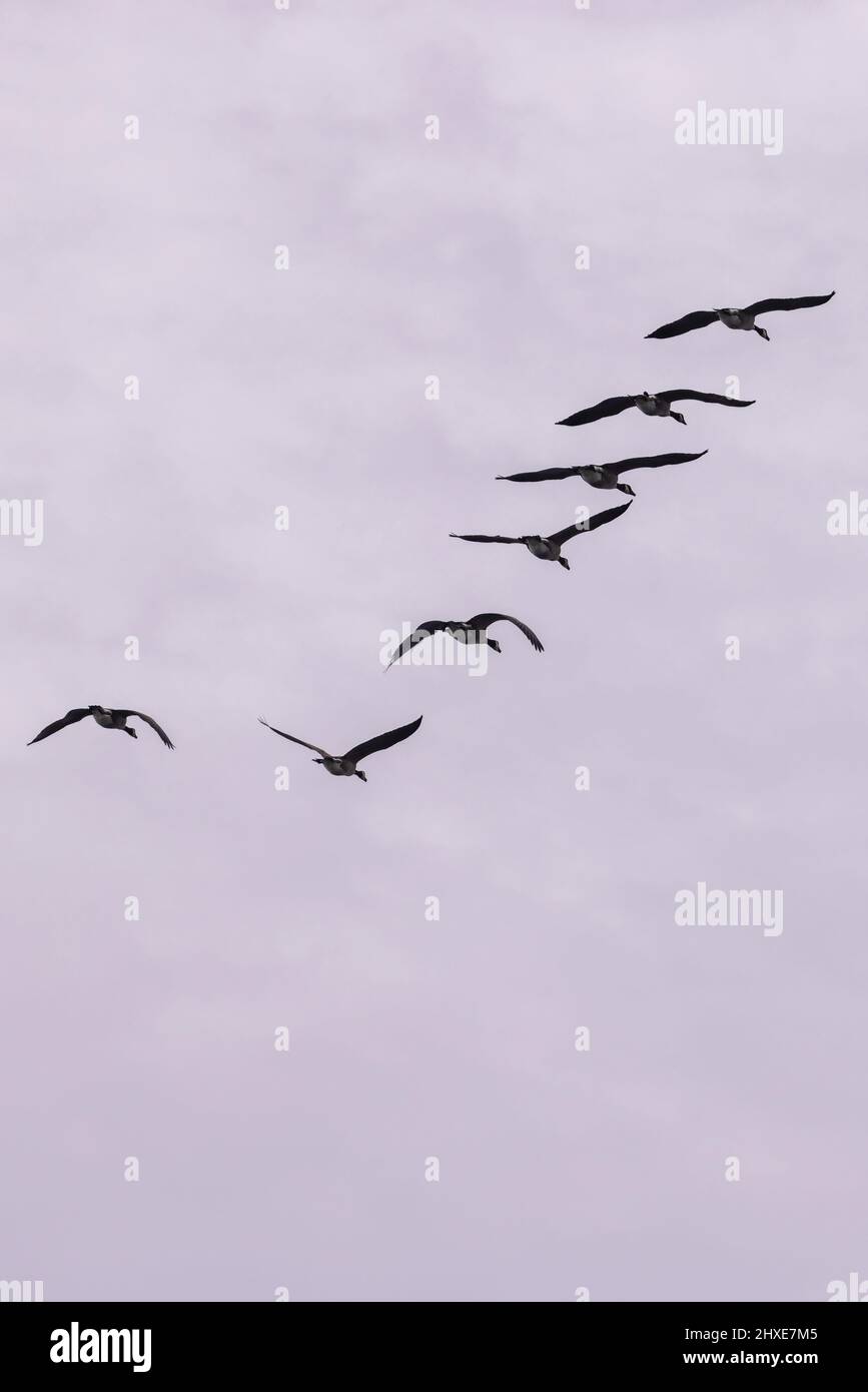 Canadian geese flying in v shape hi-res stock photography and images ...