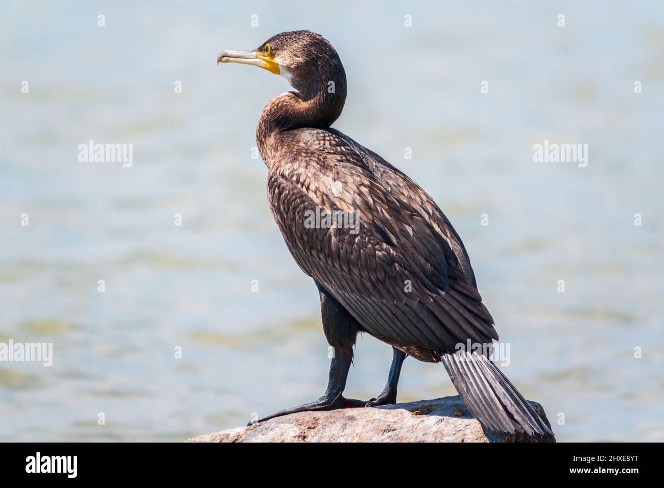 Great cormorant, Phalacrocorax carbo, standing on a stone on the sea ...