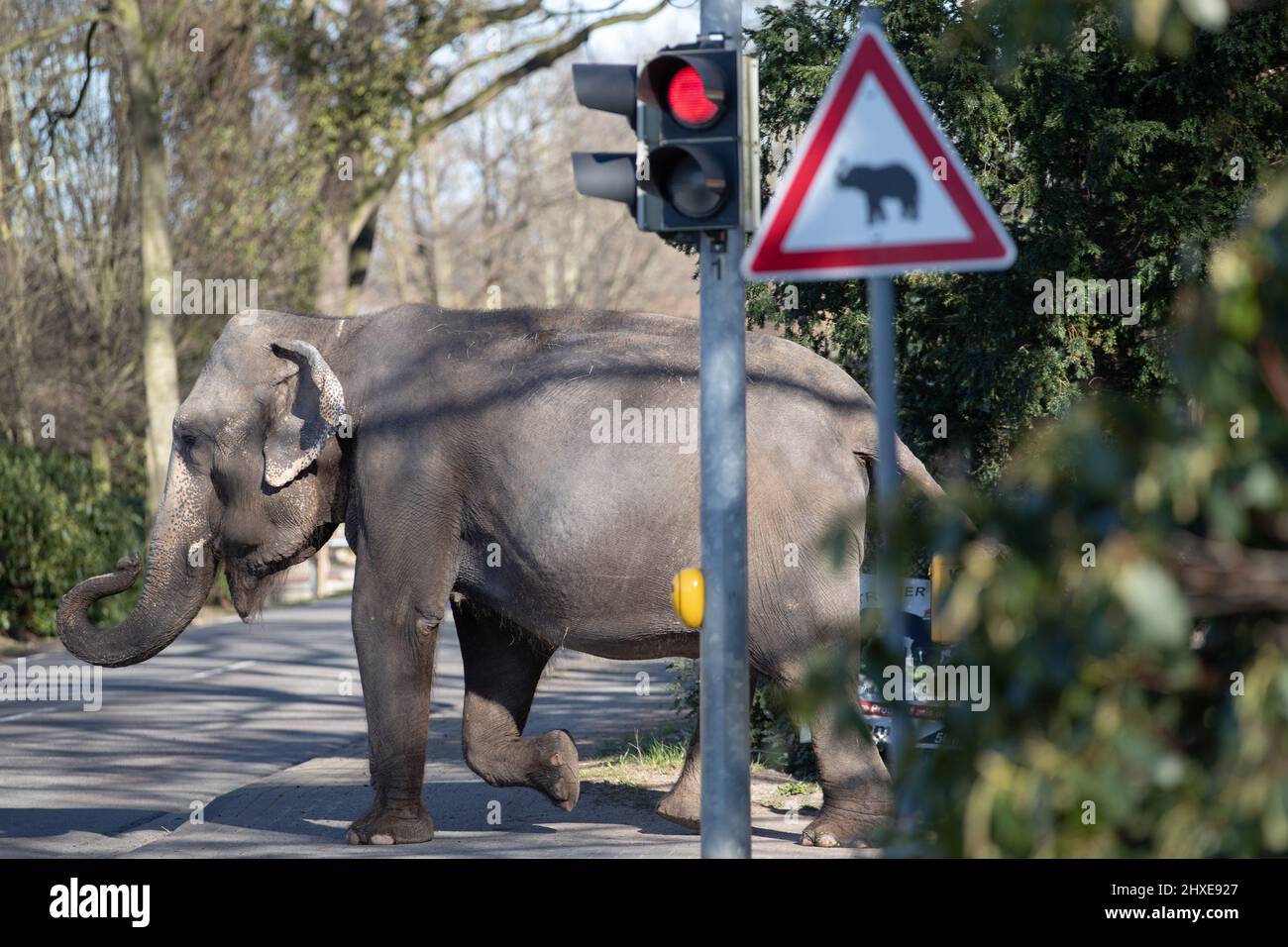 09 March 2022, Lower Saxony, Ströhen: Asian elephants are led out of ...
