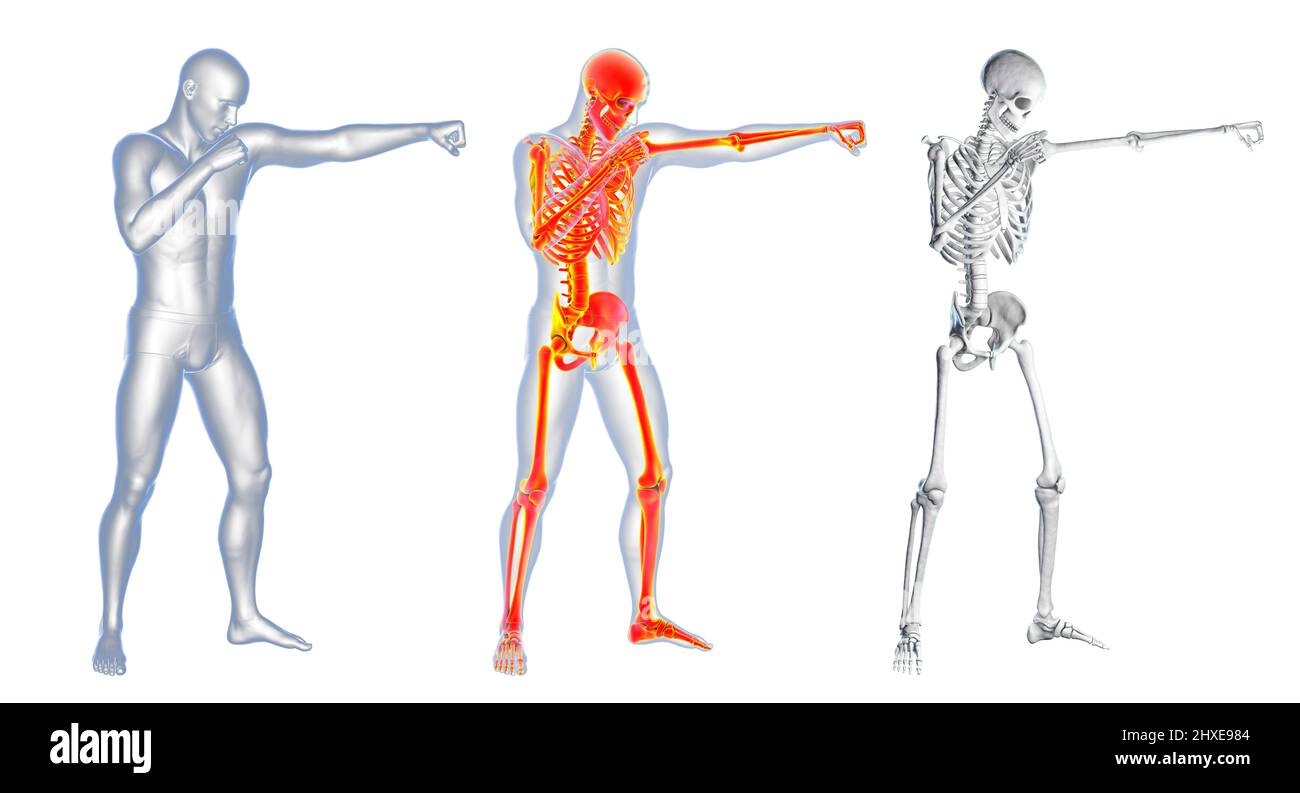 Anatomy of a boxer, illustration Stock Photo - Alamy