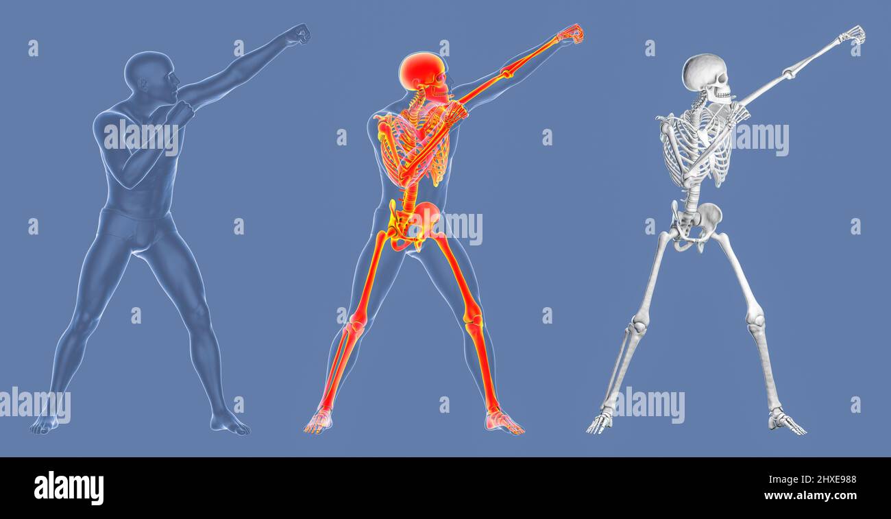 Anatomy of a boxer, illustration Stock Photo - Alamy