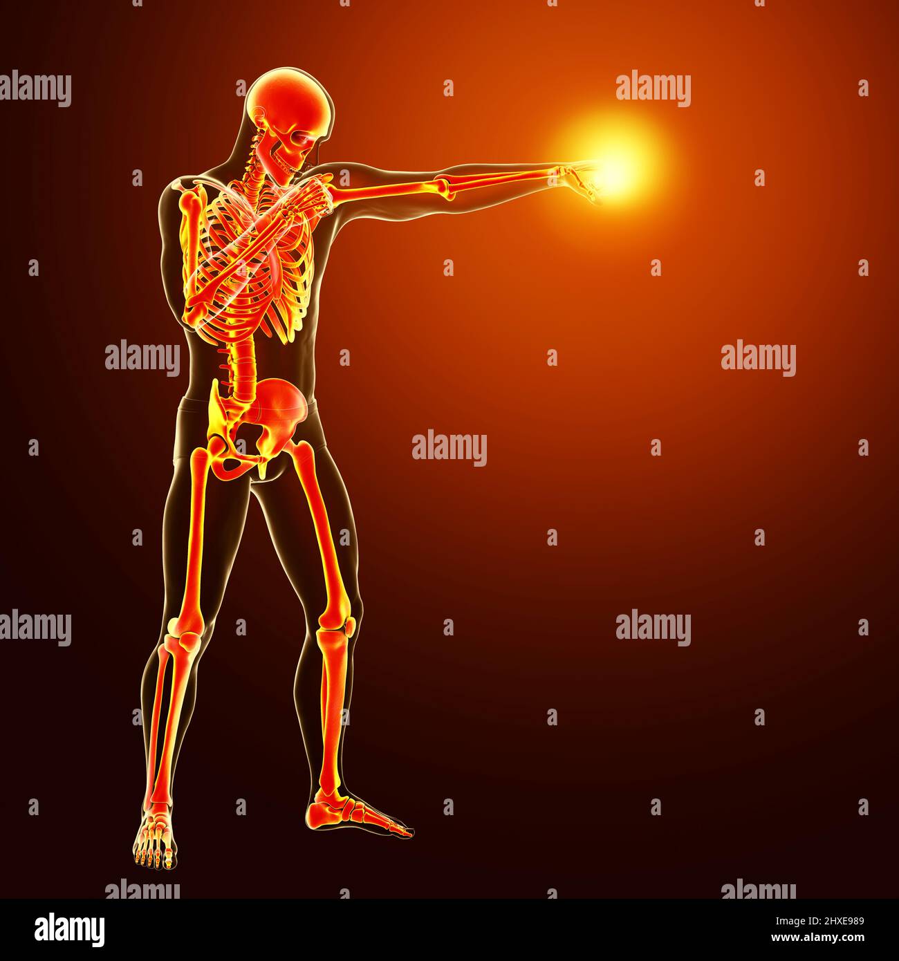 Anatomy of a boxer, illustration Stock Photo - Alamy