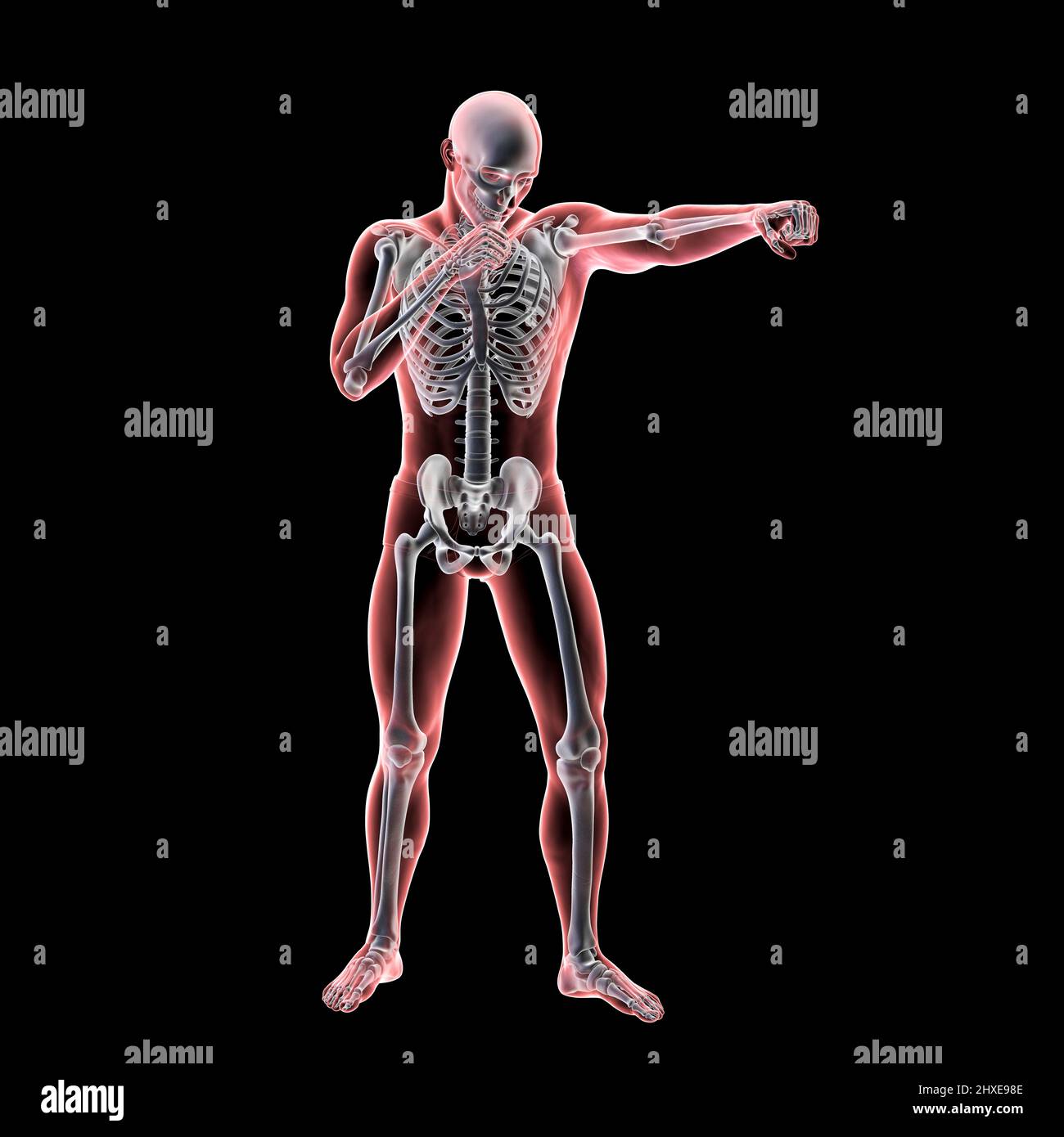 Human anatomy 3d artwork hi-res stock photography and images - Alamy
