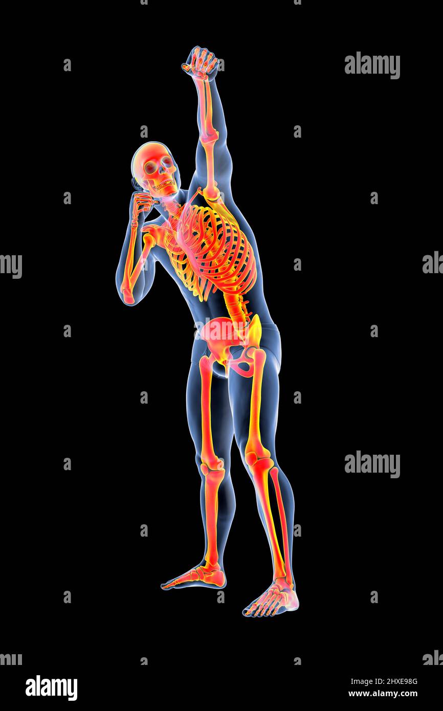 Anatomy of a boxer, illustration Stock Photo - Alamy