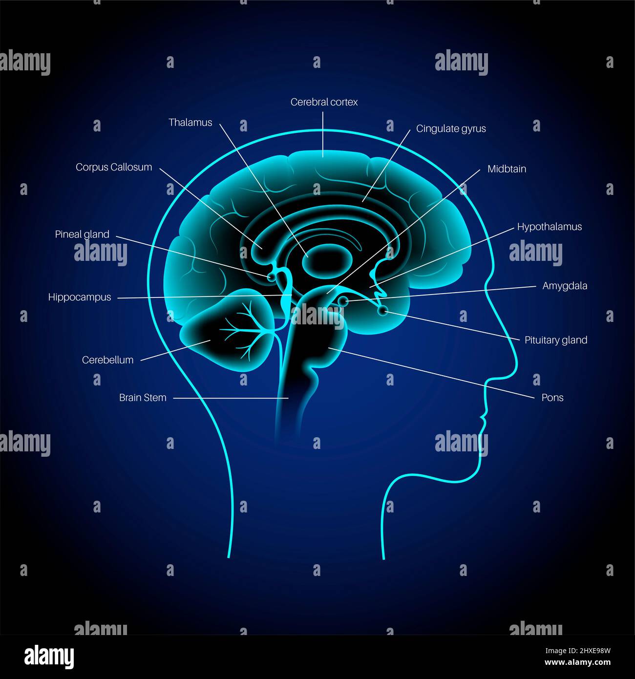 Brain anatomy, illustration Stock Photo - Alamy