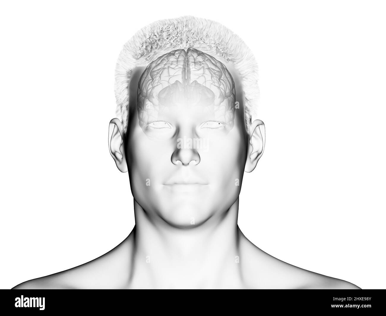 Brain anatomy, illustration Stock Photo - Alamy