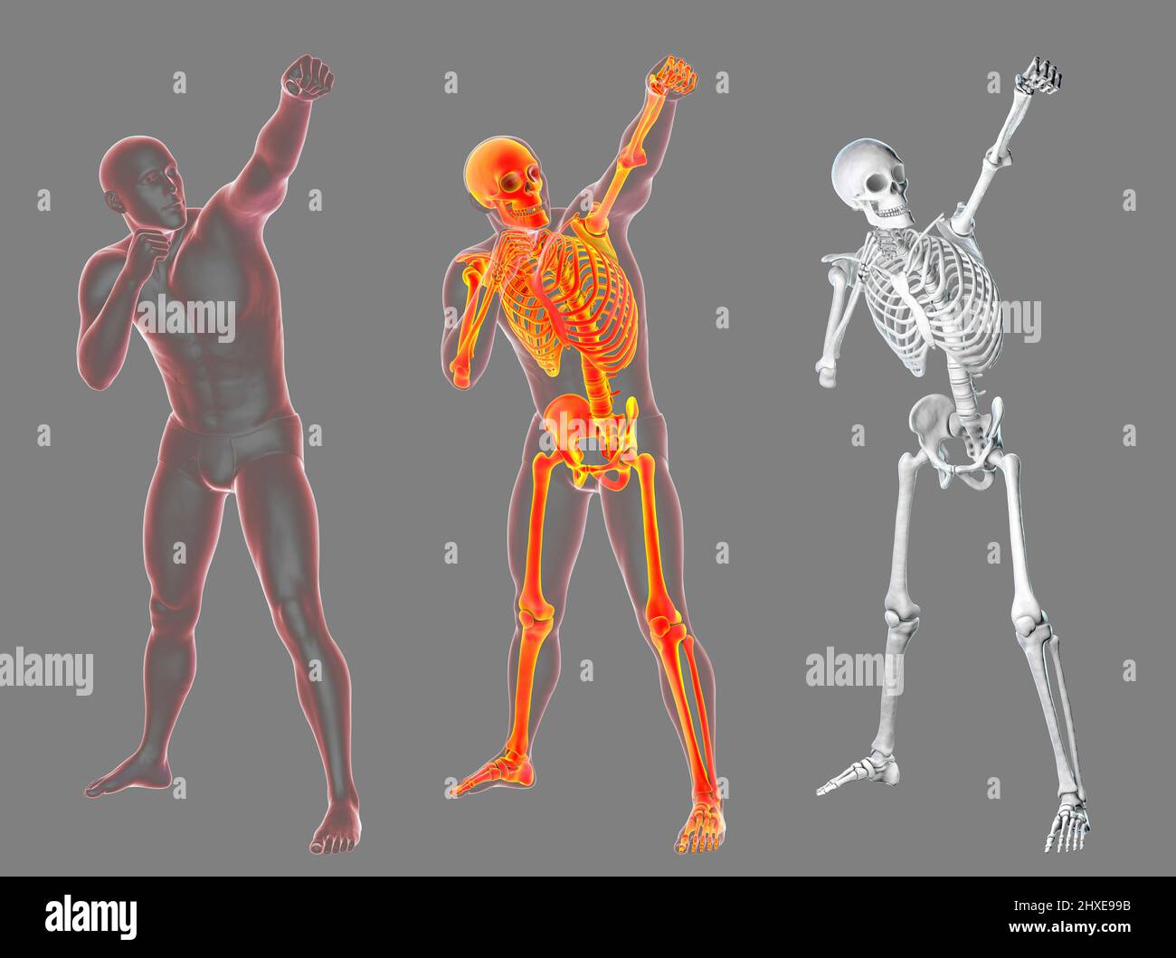 Anatomy of a boxer, illustration Stock Photo - Alamy