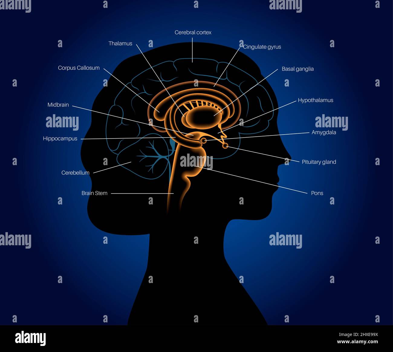 Brain anatomy, illustration Stock Photo - Alamy