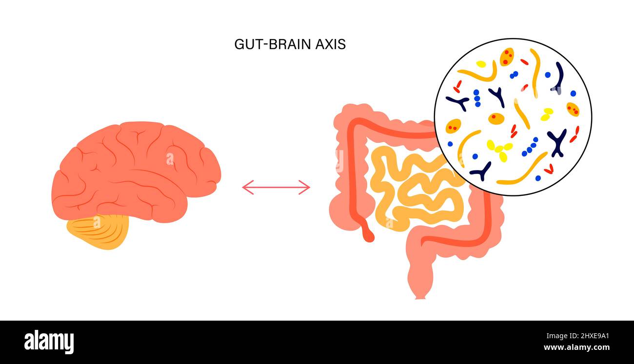 Connection between gut and brain, illustration Stock Photo - Alamy