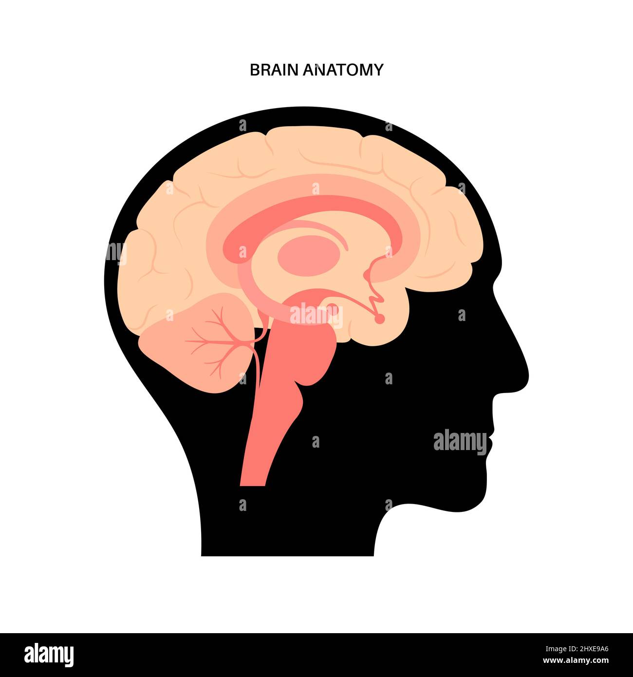 Body diagram labelled hi-res stock photography and images - Alamy