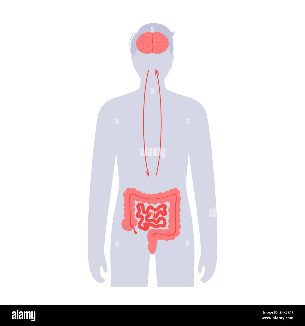 Connection between gut and brain, illustration Stock Photo - Alamy