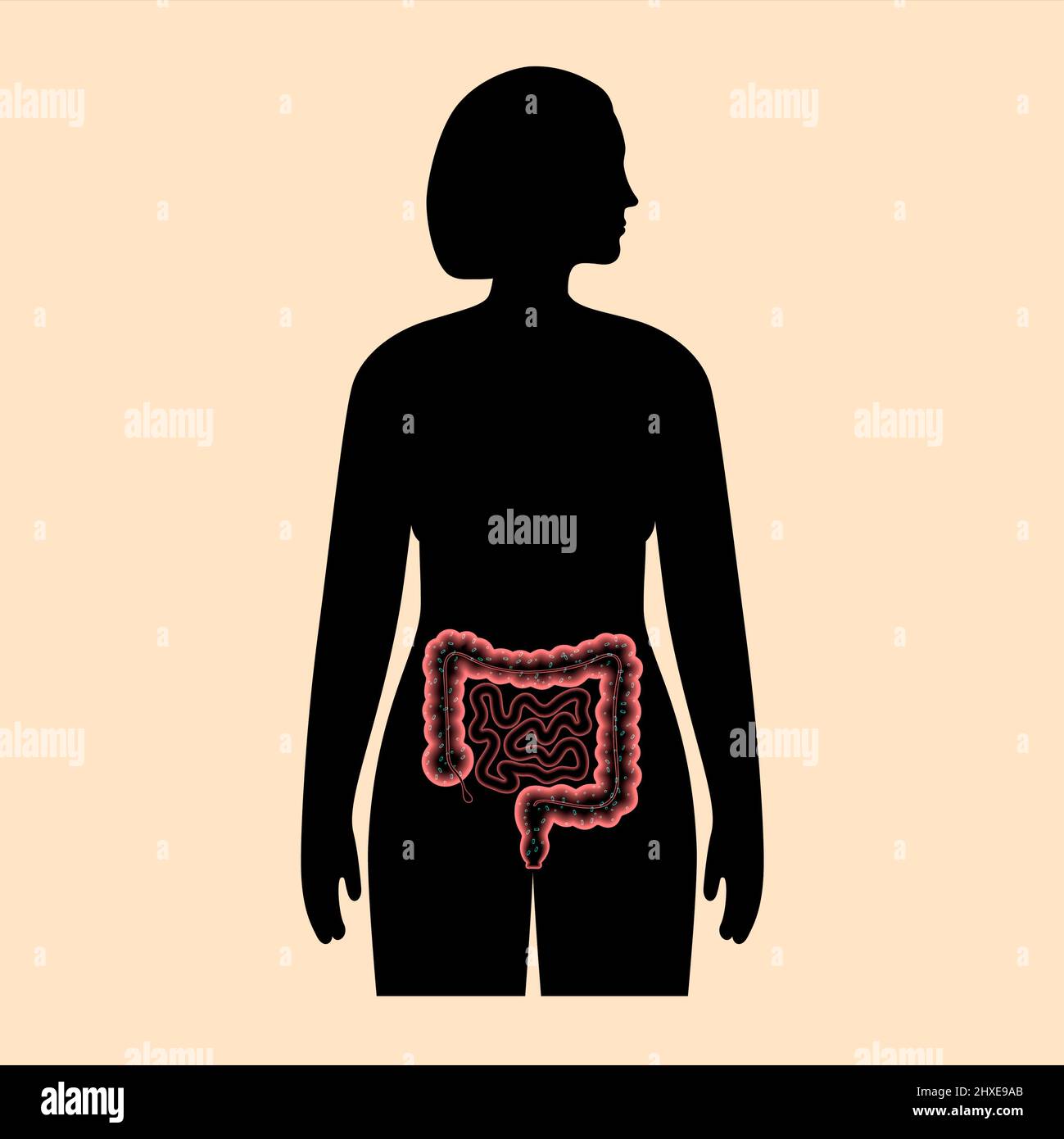 Gastrointestinal microbiome gut microbiota hi-res stock photography and ...