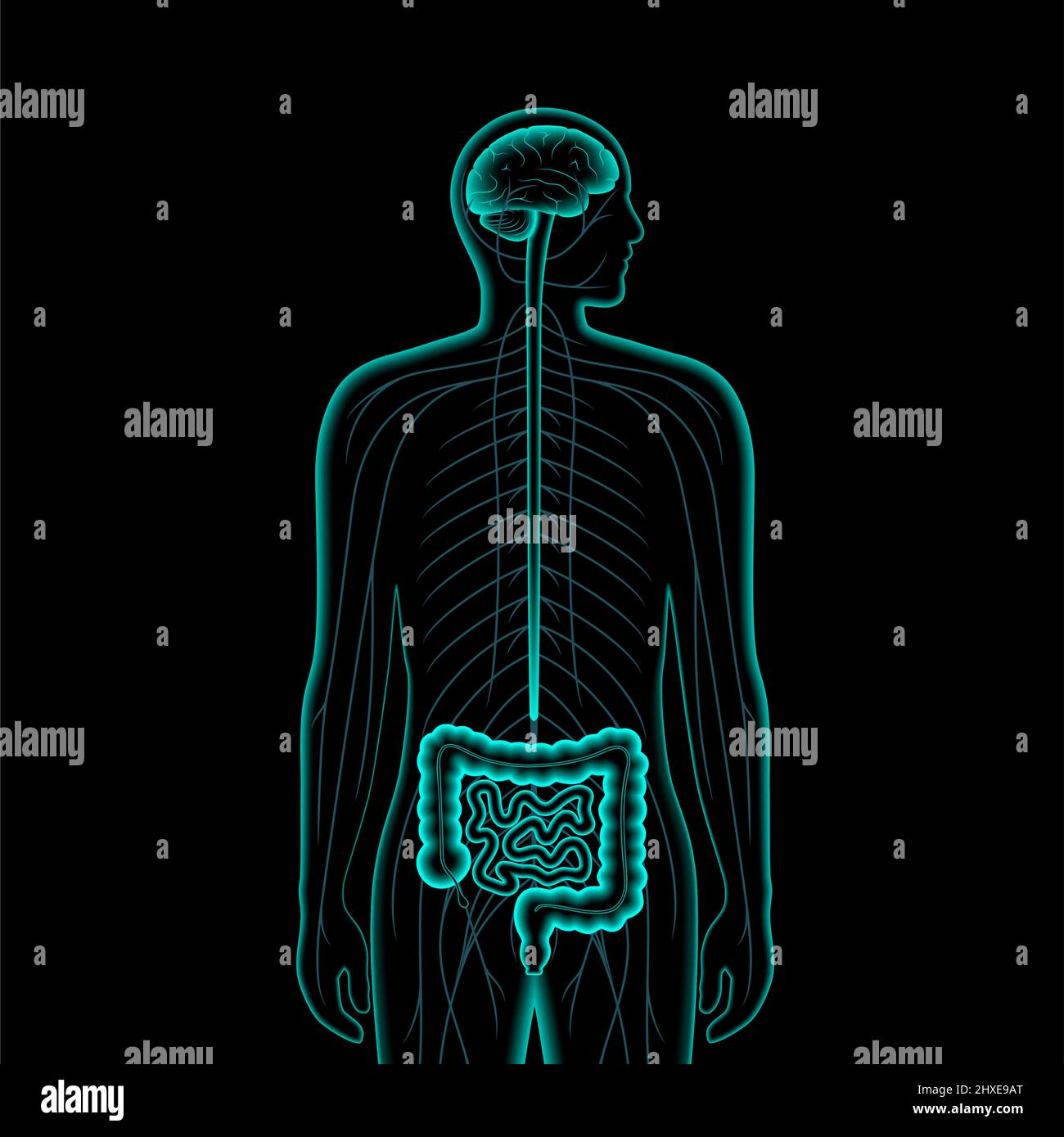 Connection between gut and brain, illustration Stock Photo - Alamy