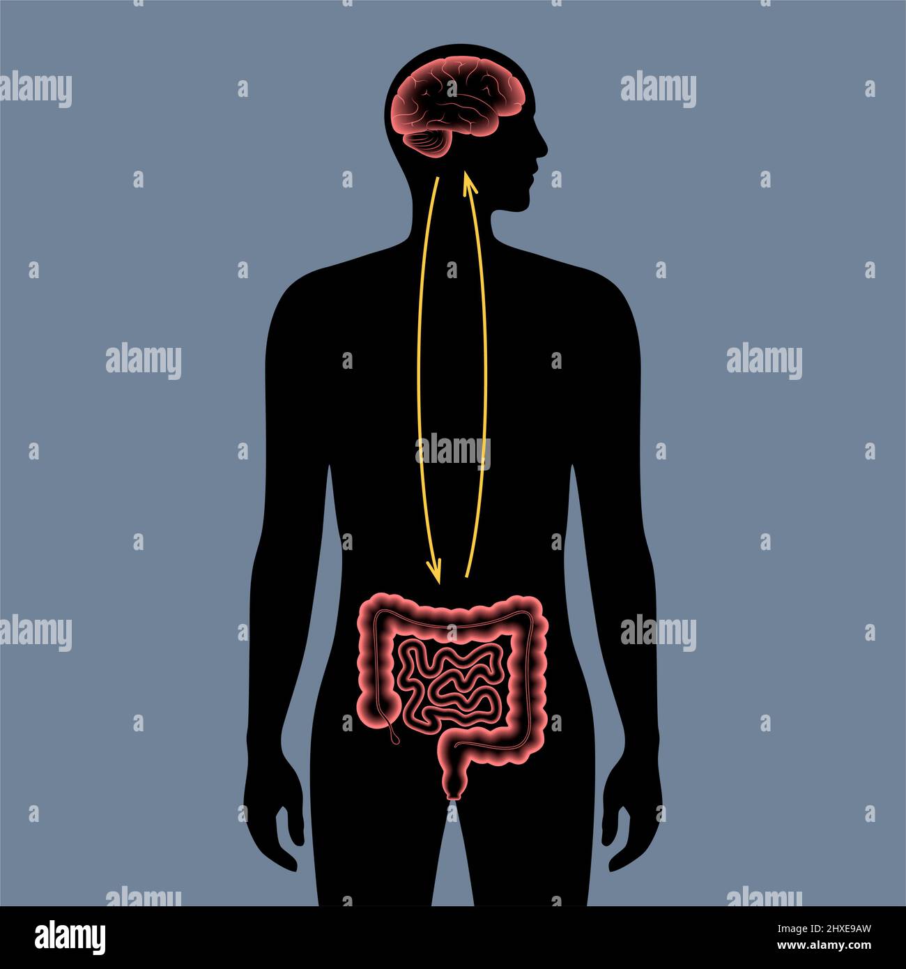 Connection between gut and brain, illustration Stock Photo - Alamy