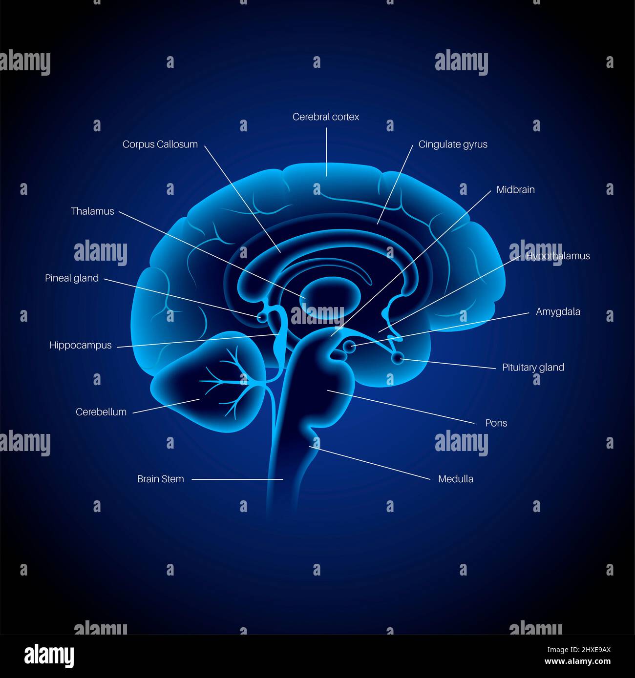 Brain anatomy, illustration Stock Photo - Alamy