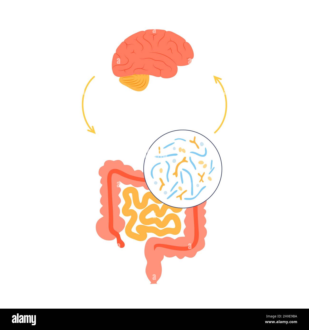 Brain gut connection hi-res stock photography and images - Alamy