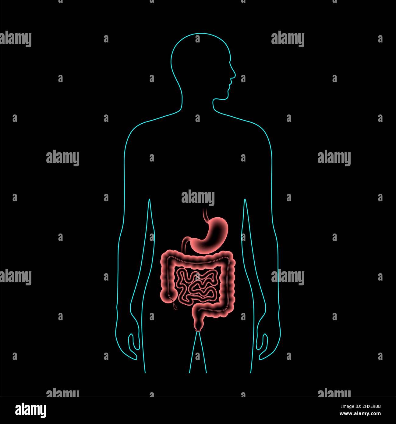 Flora digestive hi-res stock photography and images - Alamy
