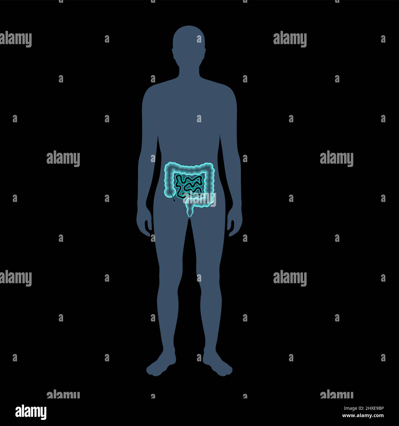 Human intestine, illustration Stock Photo - Alamy