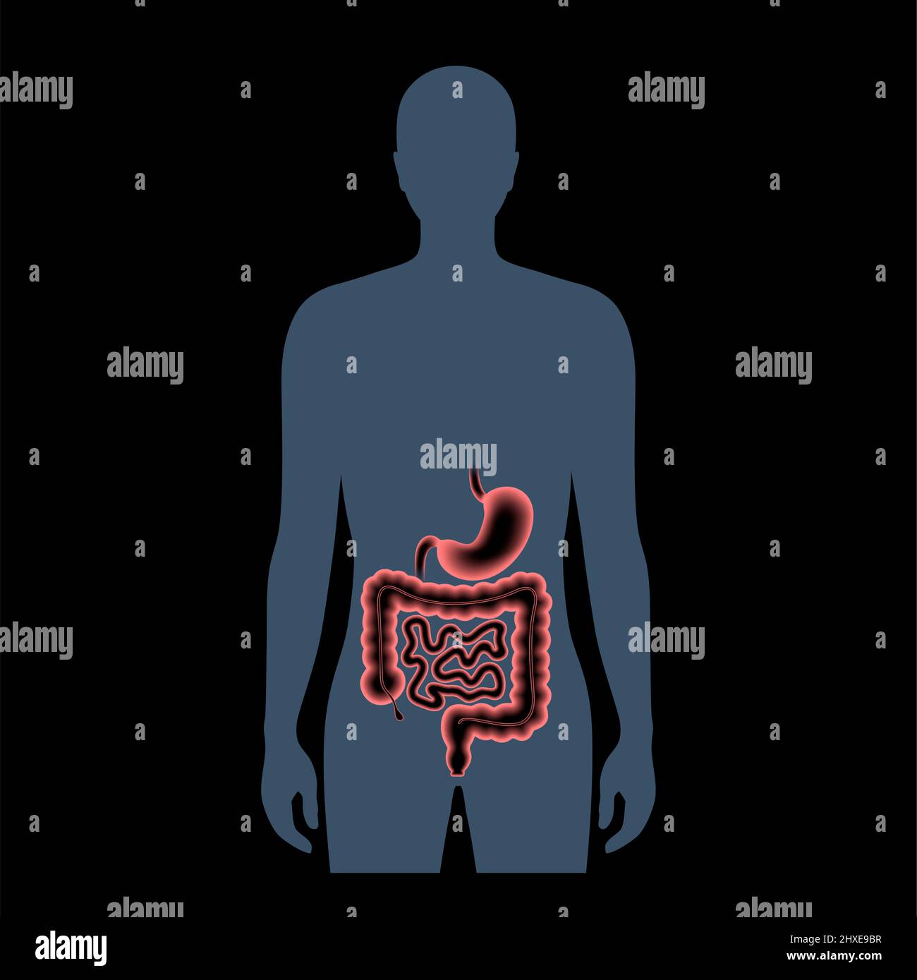 Digestive tract, illustration Stock Photo - Alamy