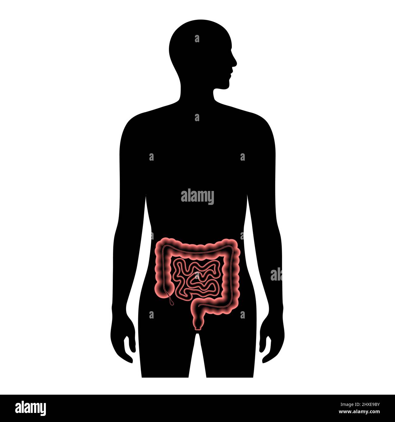 Diagram of the human small intestine Cut Out Stock Images & Pictures ...