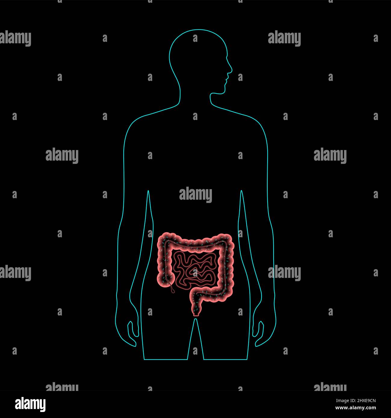 Gastrointestinal microbiome gut microbiota hi-res stock photography and ...