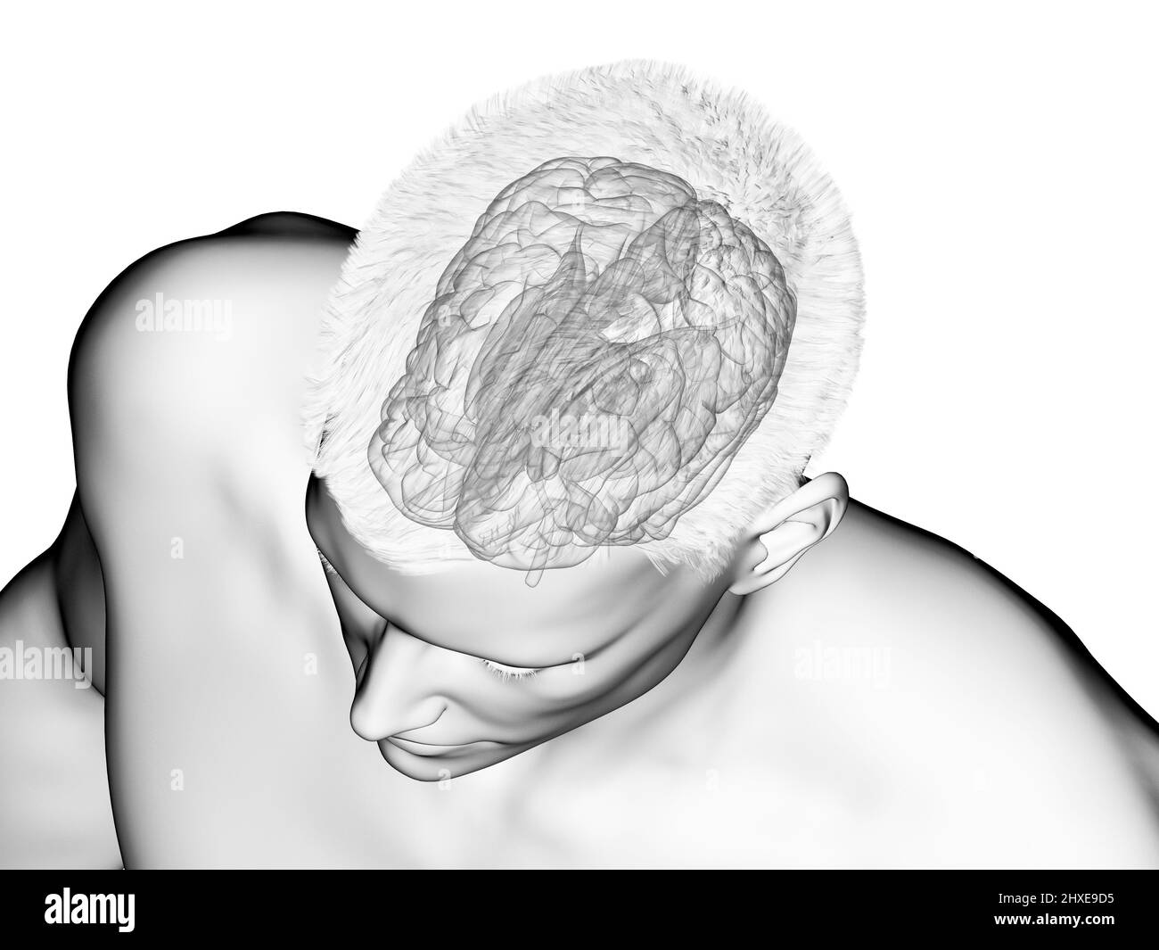 Cerebral cortex Black and White Stock Photos & Images - Alamy