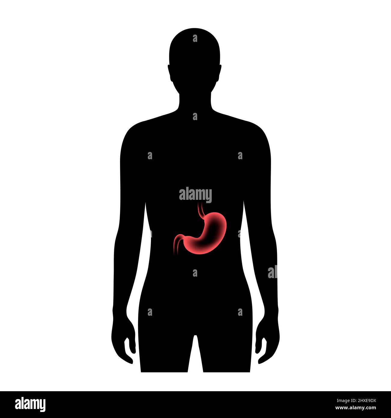 Endoscopy 3d Cut Out Stock Images & Pictures - Alamy