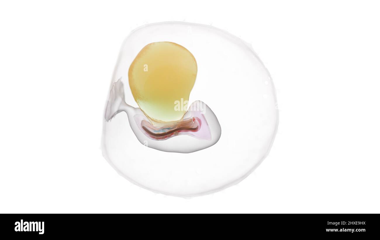 Human embryo at week 3, illustration Stock Photo - Alamy