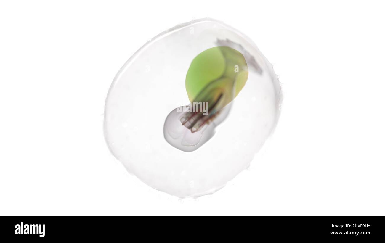 Human embryo at week 3, illustration Stock Photo - Alamy