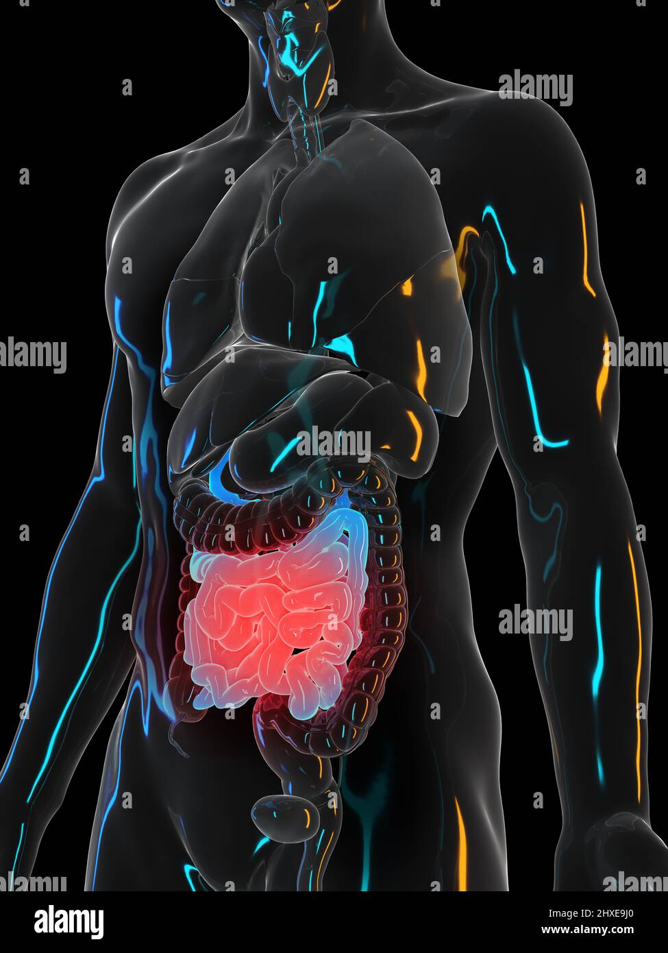 Painful small intestine, illustration Stock Photo - Alamy