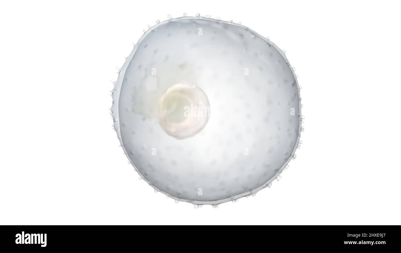 Two developmental stages hi-res stock photography and images - Alamy