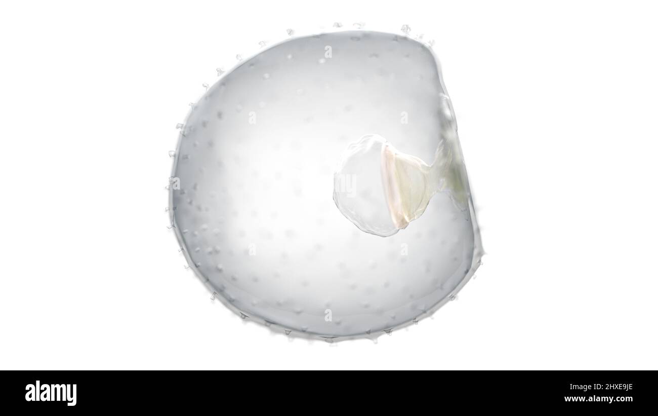 Two developmental stages hi-res stock photography and images - Alamy