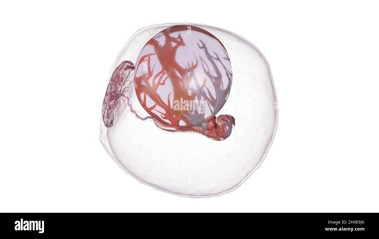 Human embryo at week 4, illustration Stock Photo - Alamy