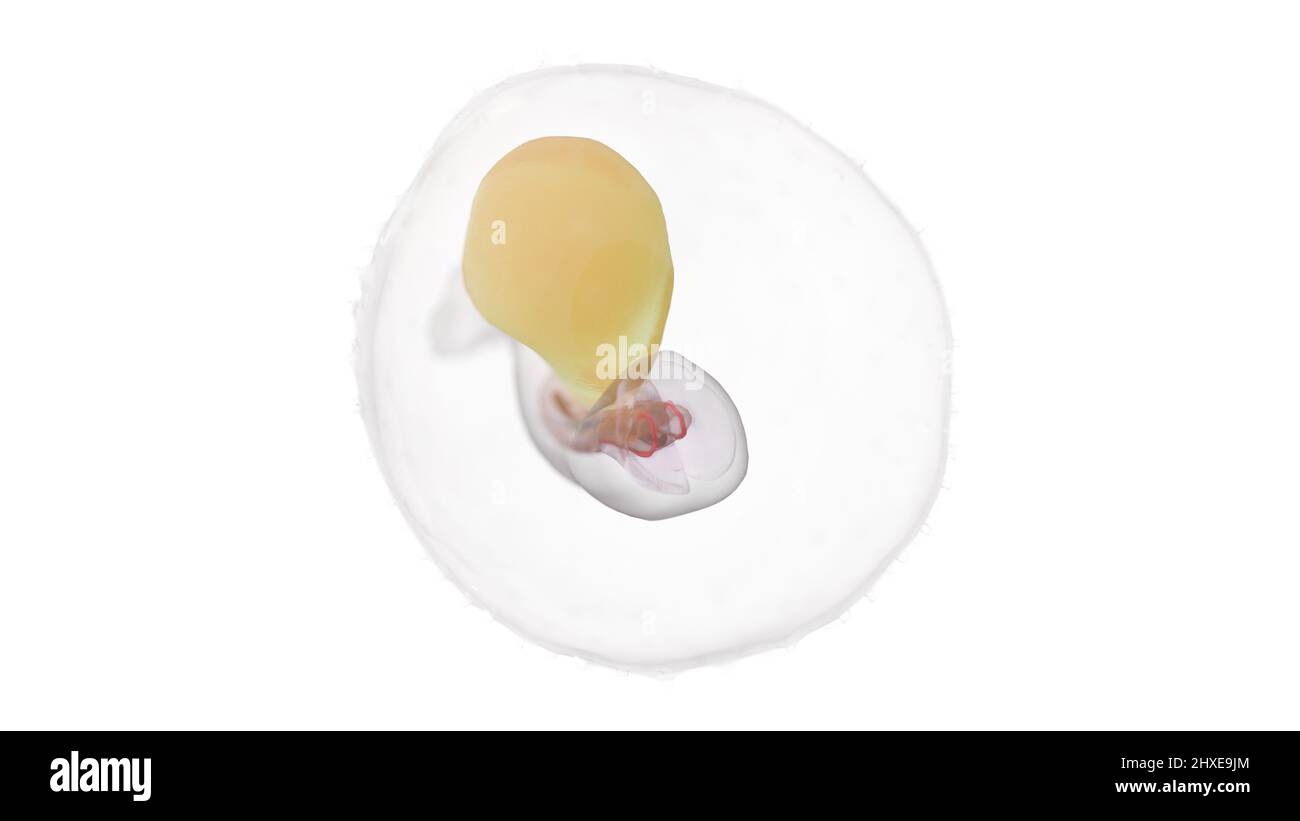 Human embryo at week 3, illustration Stock Photo - Alamy