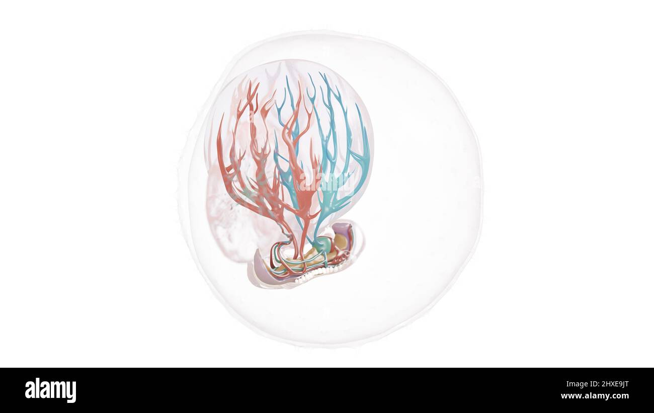 Human embryo at week 4, illustration Stock Photo - Alamy