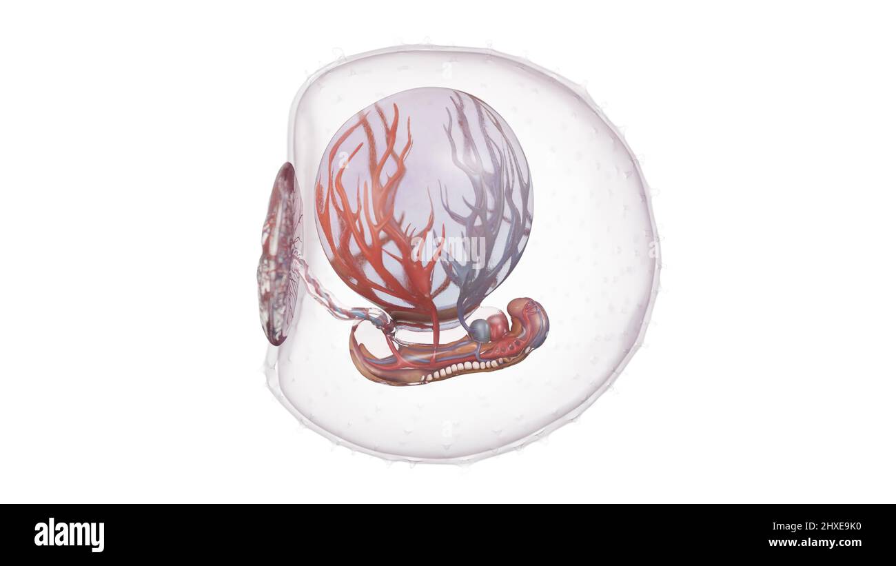 Human embryo at week 4, illustration Stock Photo - Alamy