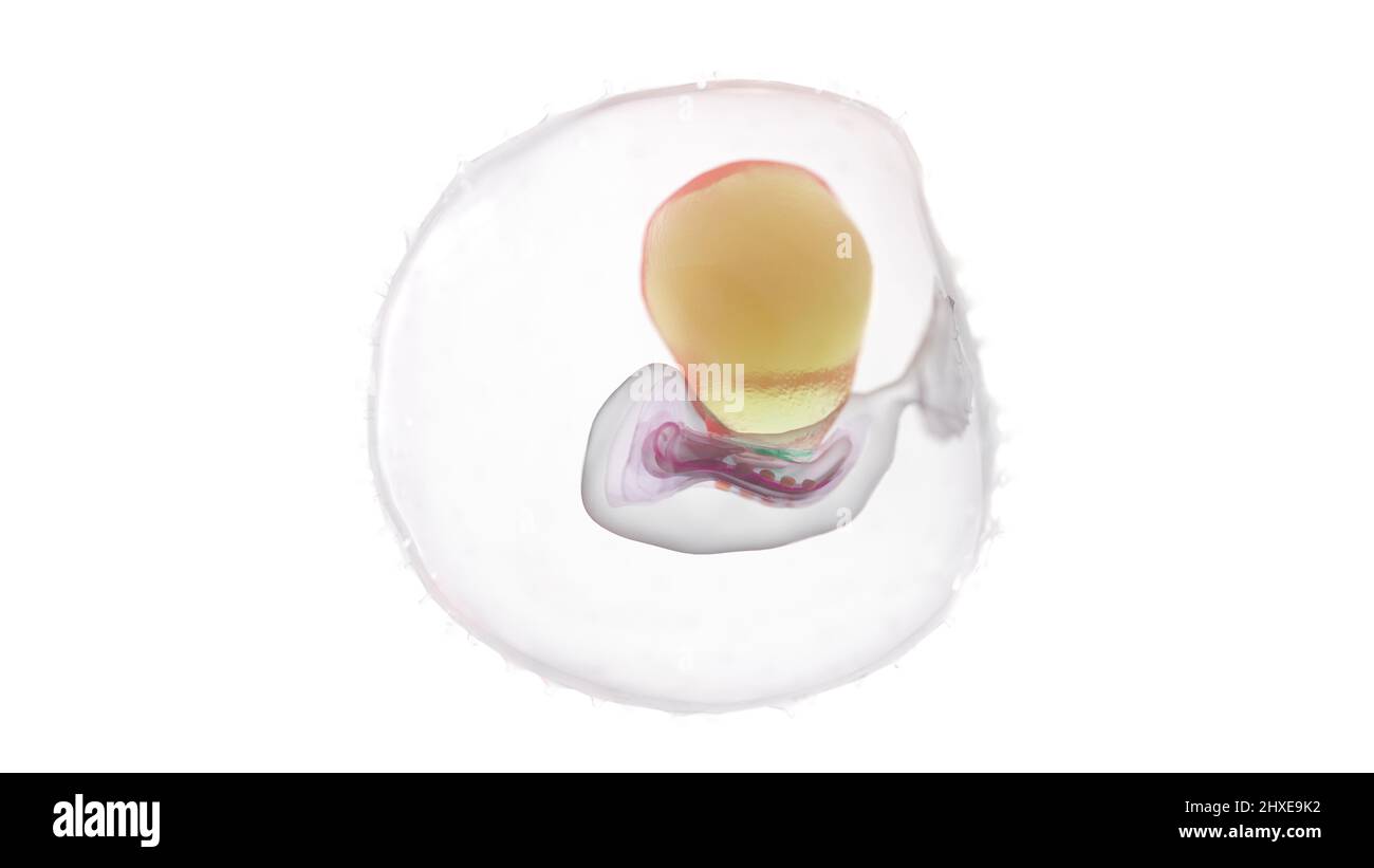 Human embryo at week 3, illustration Stock Photo - Alamy