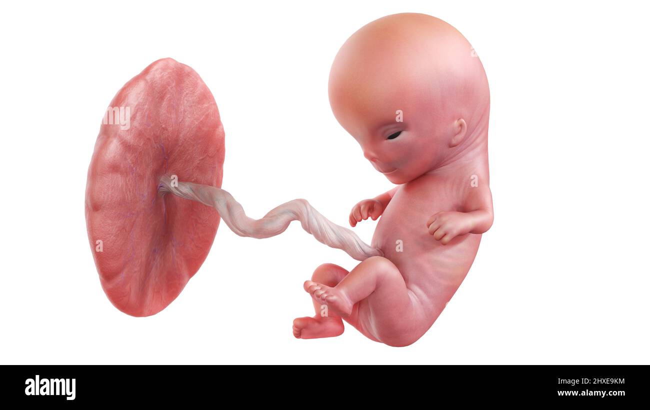 Human foetus at week 11, illustration Stock Photo - Alamy