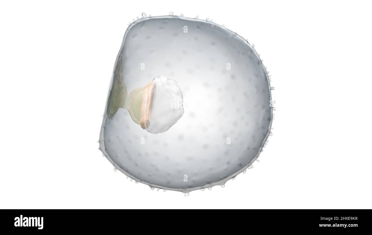 Human embryo at week 2, illustration Stock Photo - Alamy