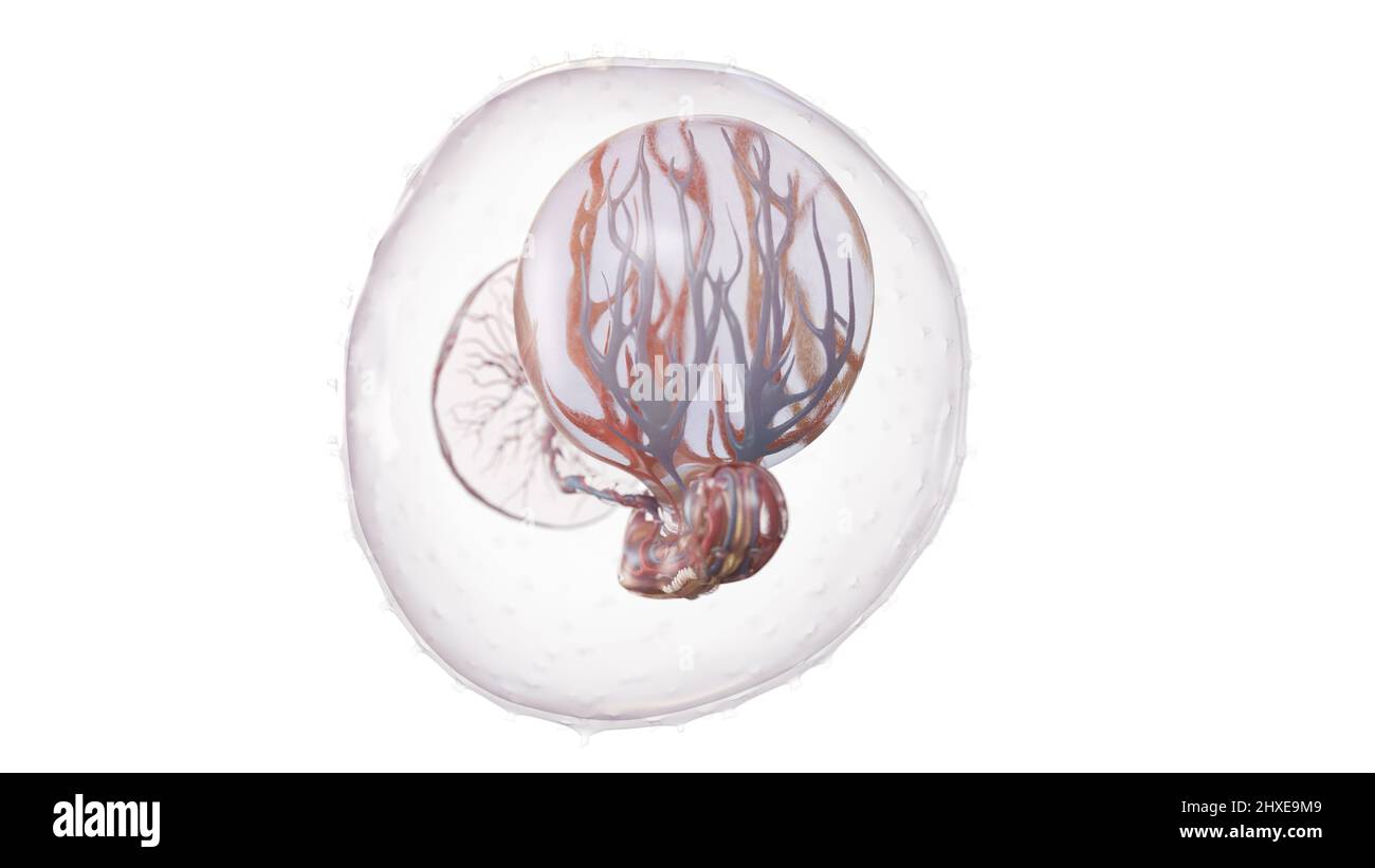 Human embryo at week 4, illustration Stock Photo - Alamy