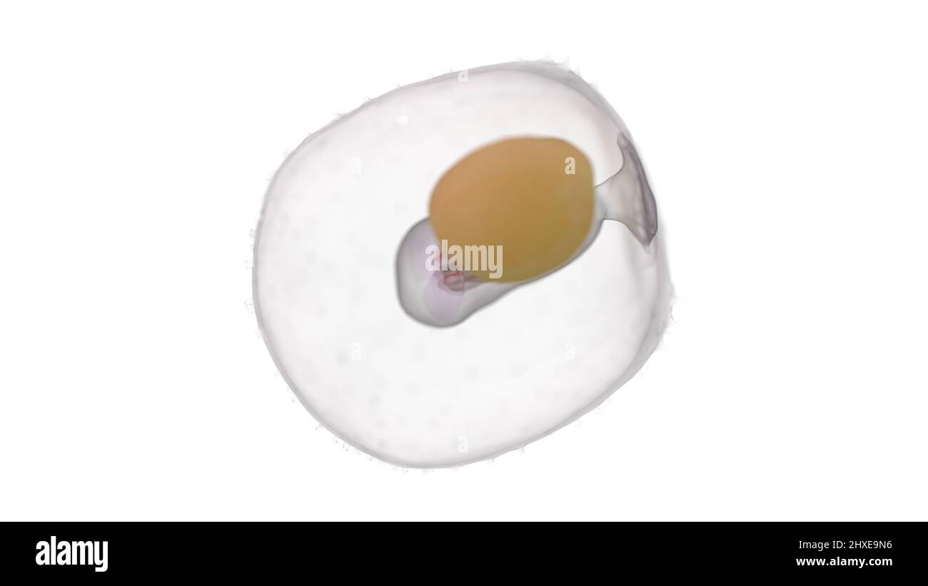 Human embryo at week 3, illustration Stock Photo - Alamy